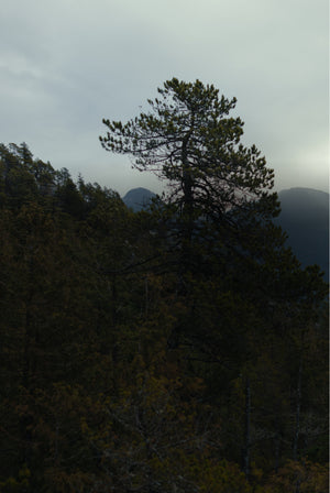 Sustainable Clothing by tentree® | Shop Organic + Plant Trees